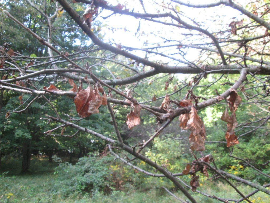 Lousy Looking Apple Trees - Catskill Forest Association