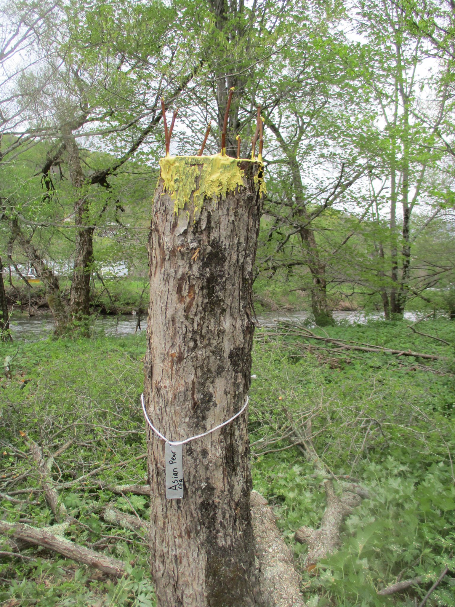 Hawthorn to Pear - Catskill Forest Association