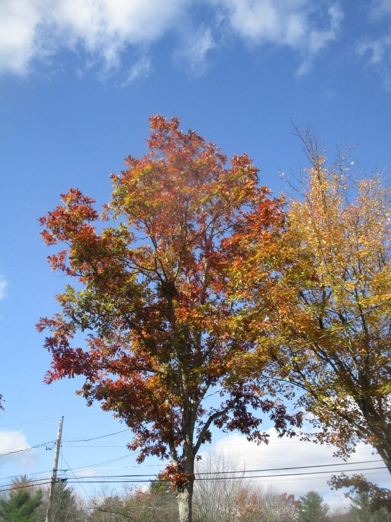 It's Your Turn Oak Tree - Catskill Forest Association