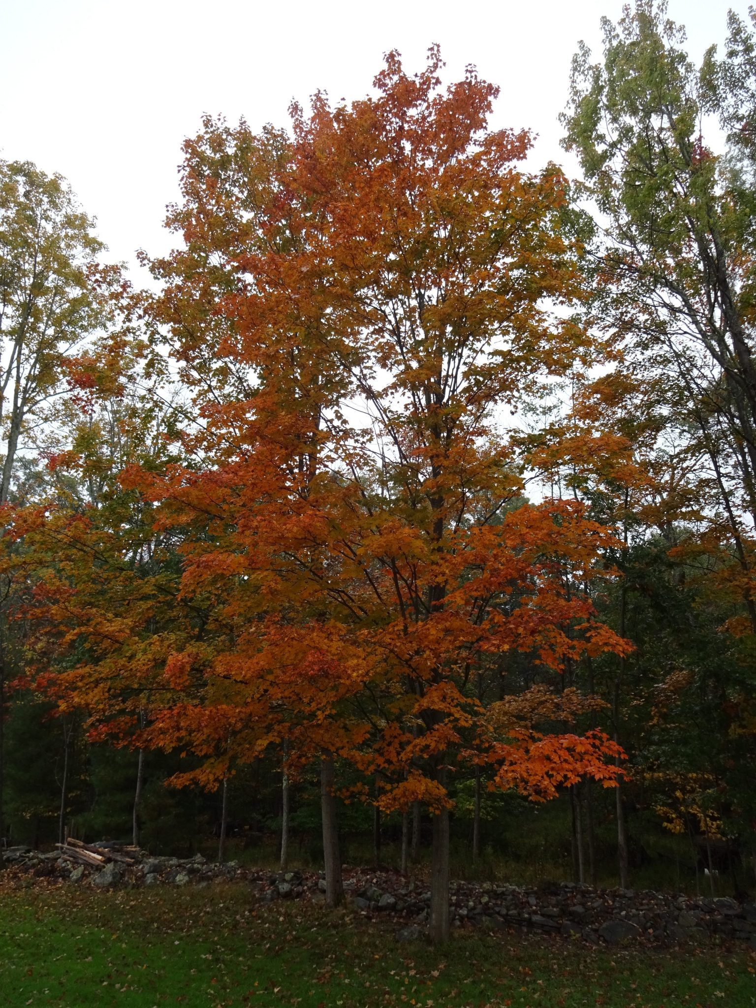 Fall Foliage & Sugar Maple - Catskill Forest Association