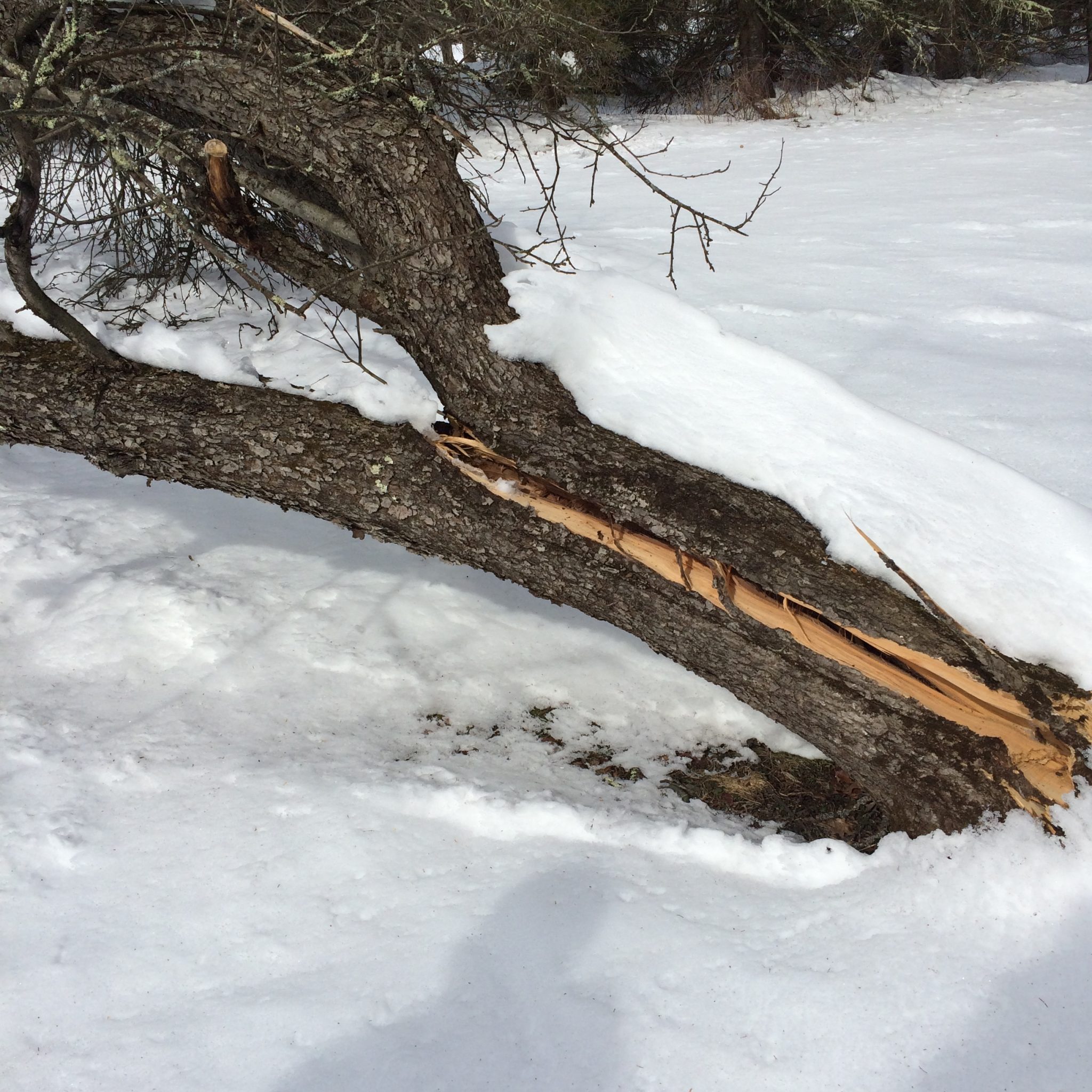 Prune Now... - Catskill Forest Association