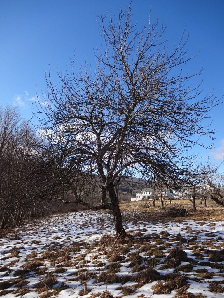 Uncovering an Apple Tree - Catskill Forest Association