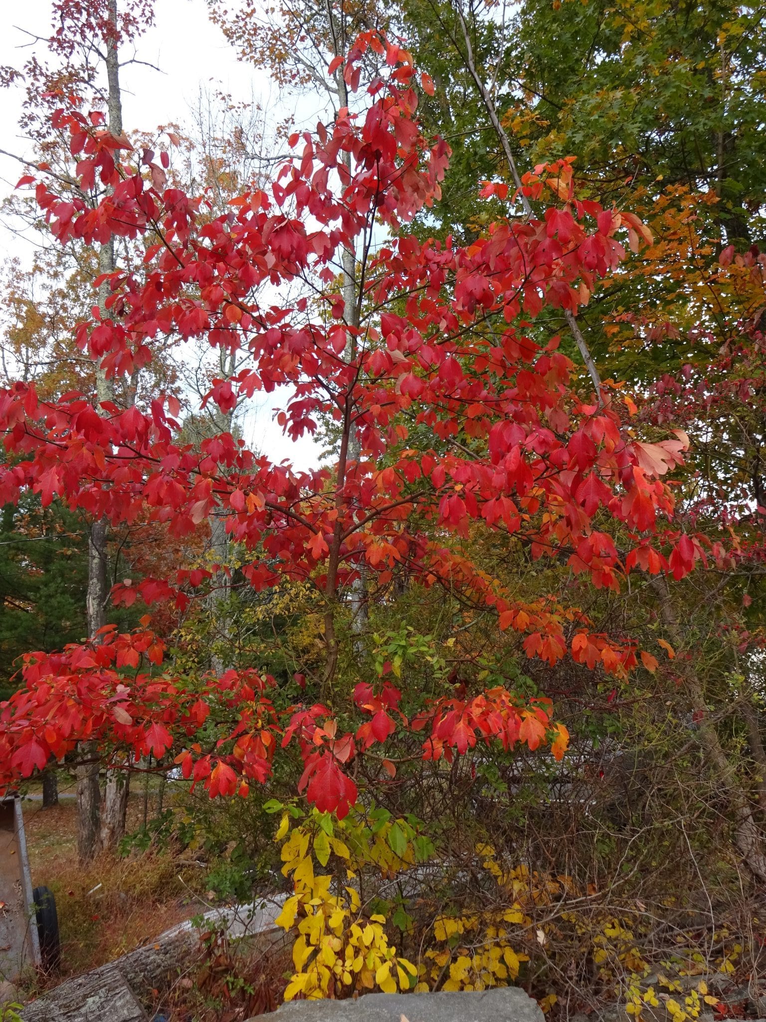 Don't Underestimate Sassafras - Catskill Forest Association
