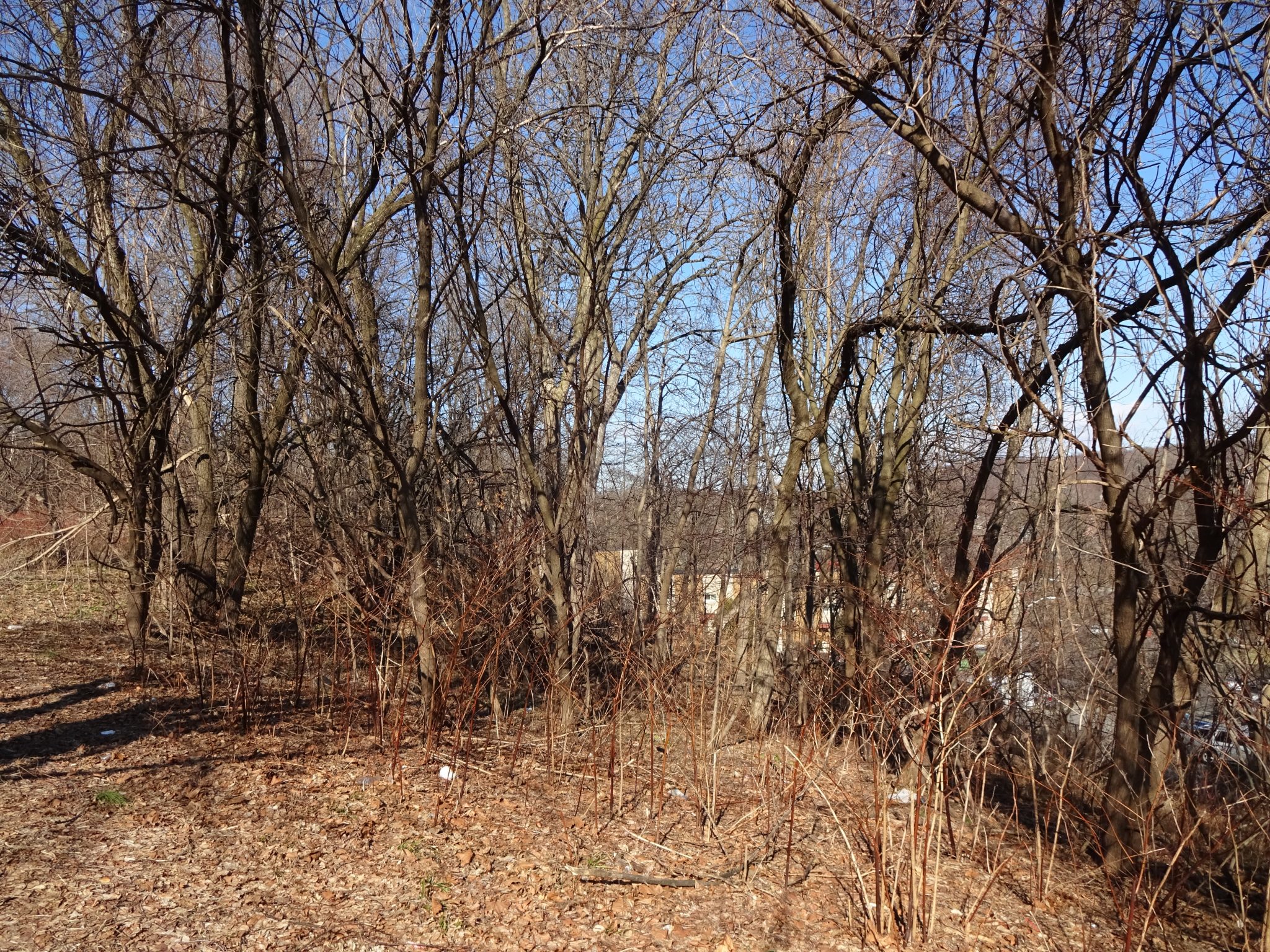 Trees of Kingston - Catskill Forest Association