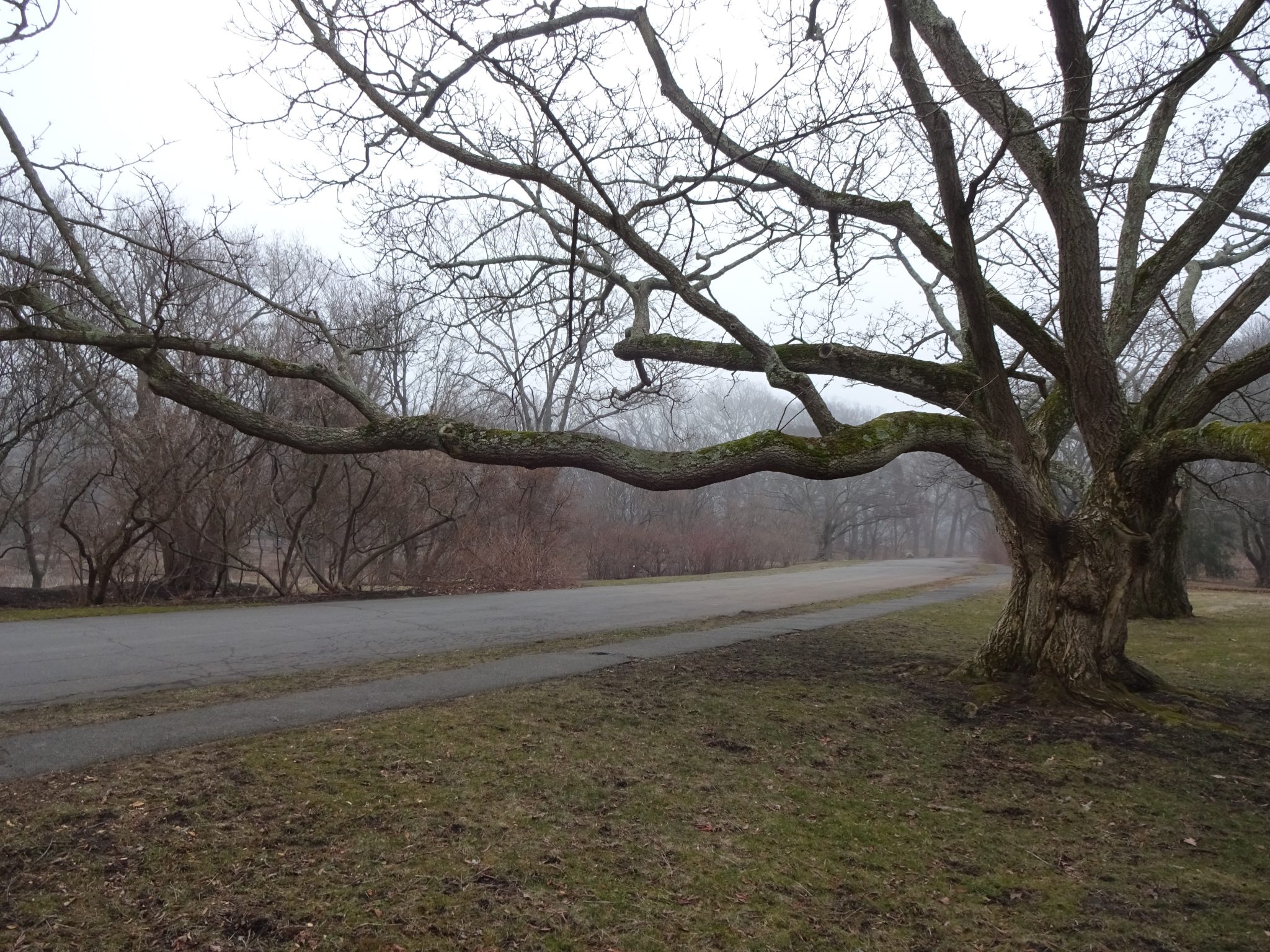 Arnold Arboretum - Catskill Forest Association