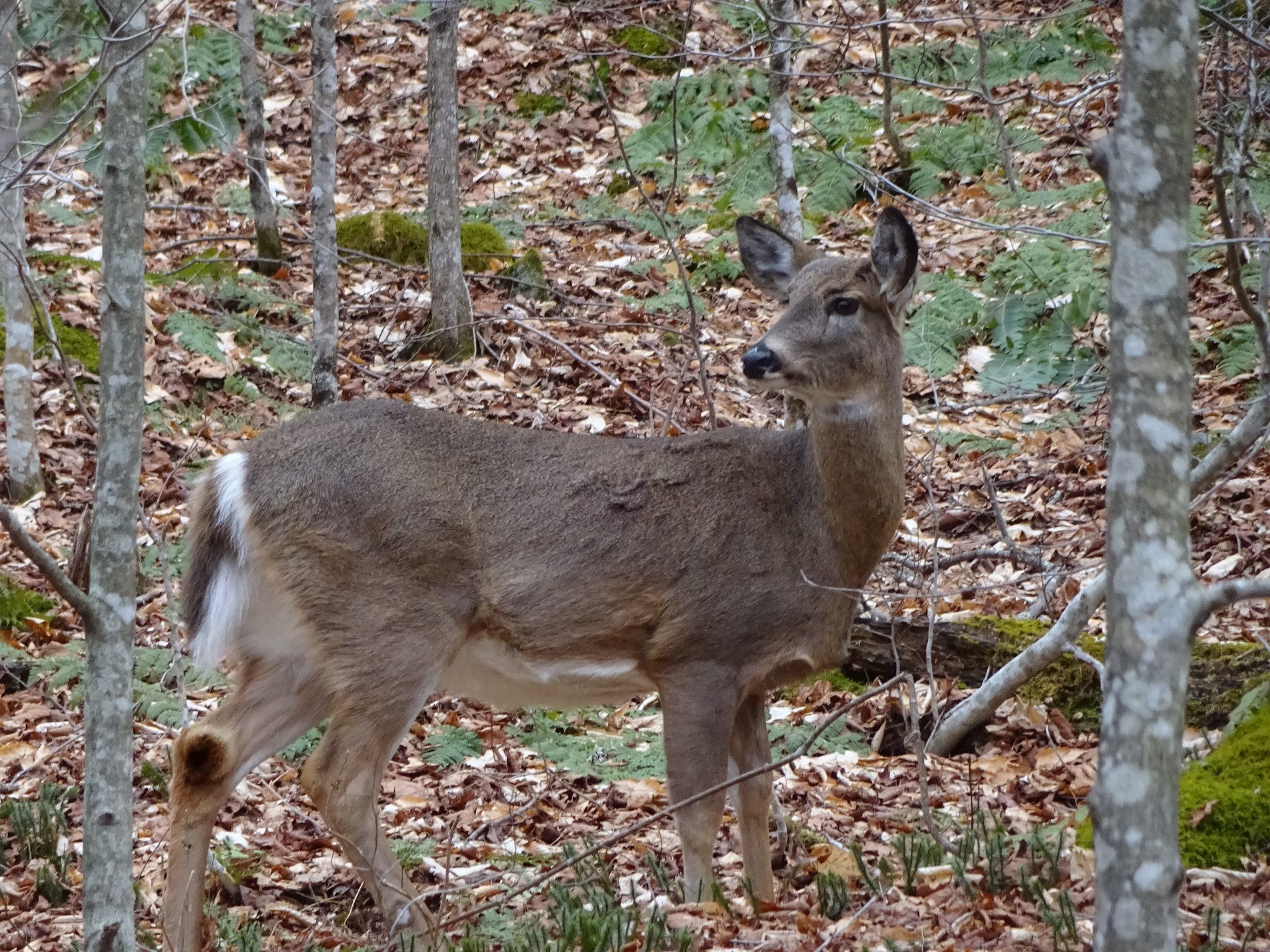Deer Encounters - Catskill Forest Association