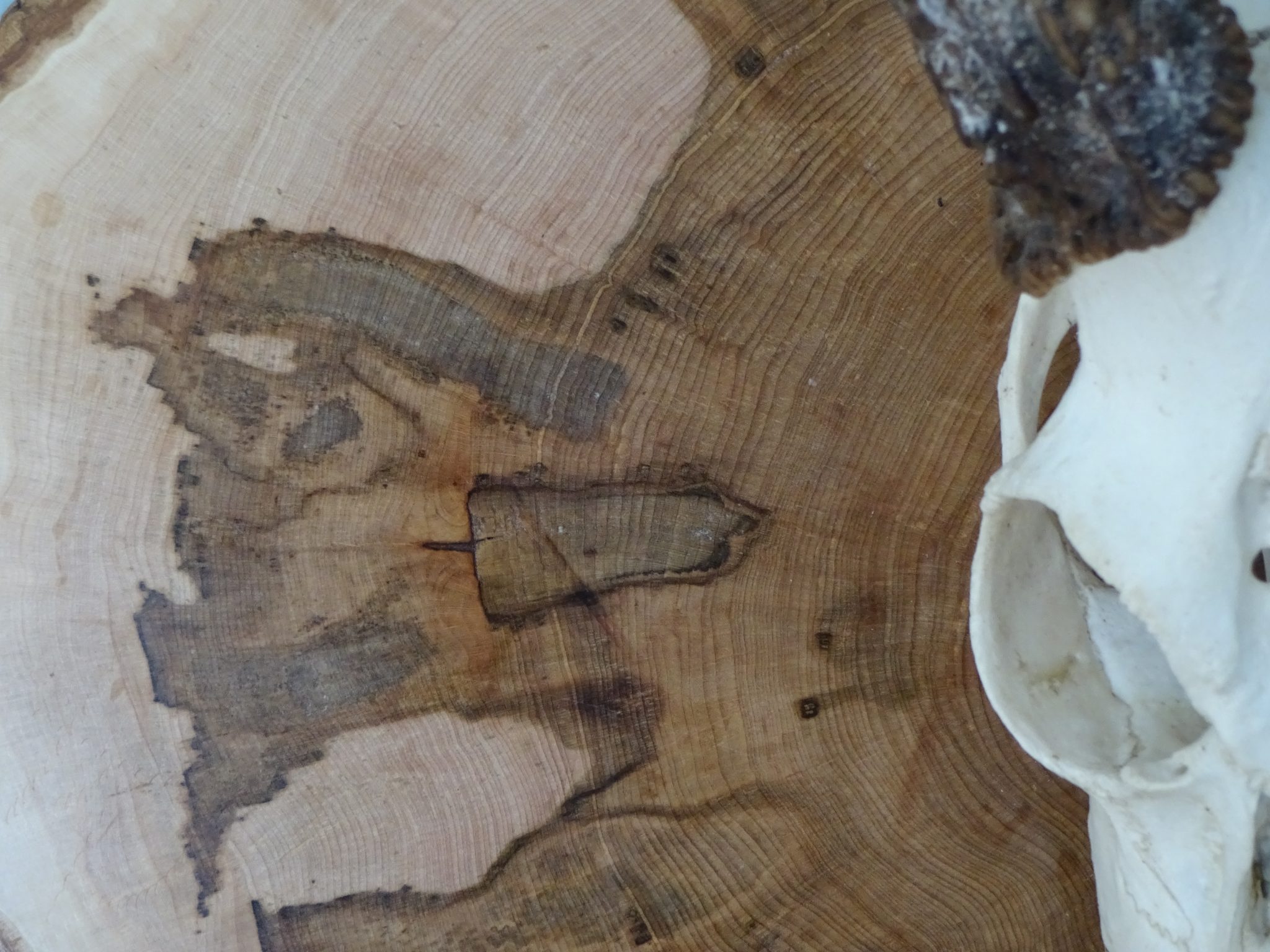 Maple Trees Tracking Time - Catskill Forest Association