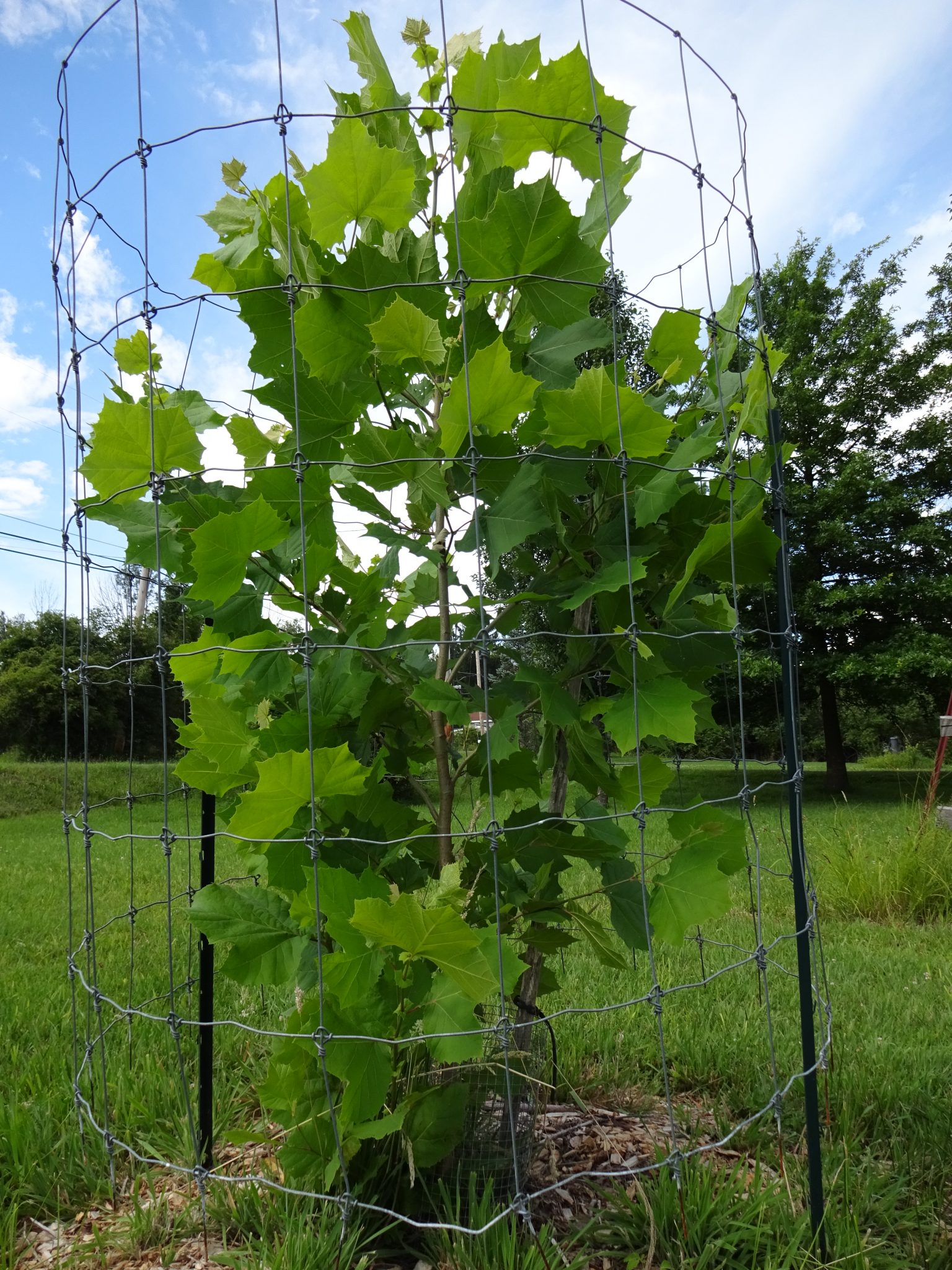 Welcome Sycamore - Catskill Forest Association