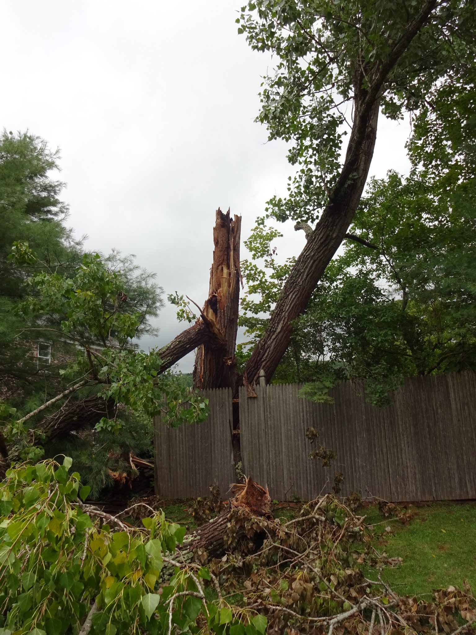 "Tree Failure" in Roxbury - Catskill Forest Association
