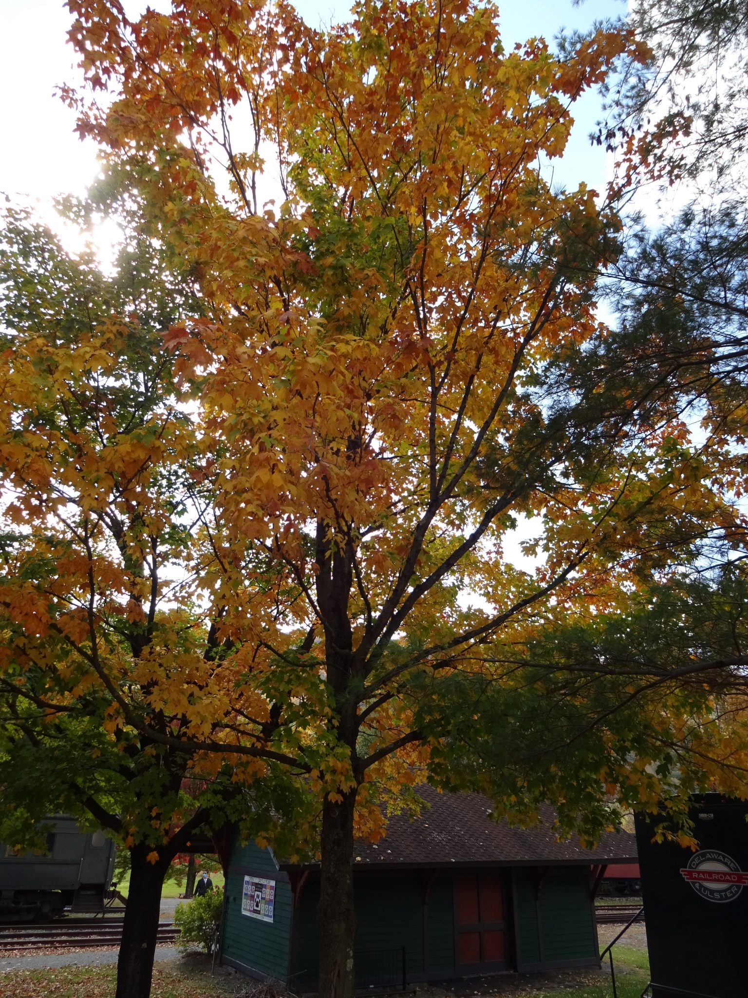 Fall Foliage 2020 - Catskill Forest Association