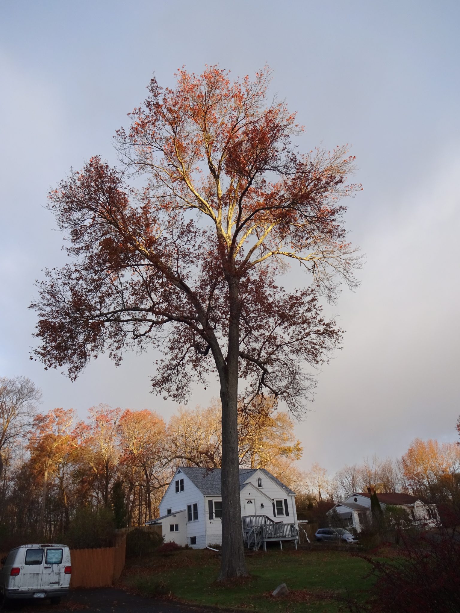 One Great Tree - Catskill Forest Association