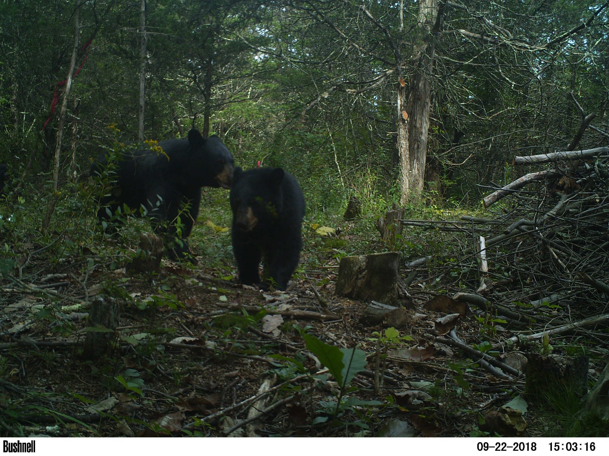Wildlife Habitat Management - Catskill Forest Association
