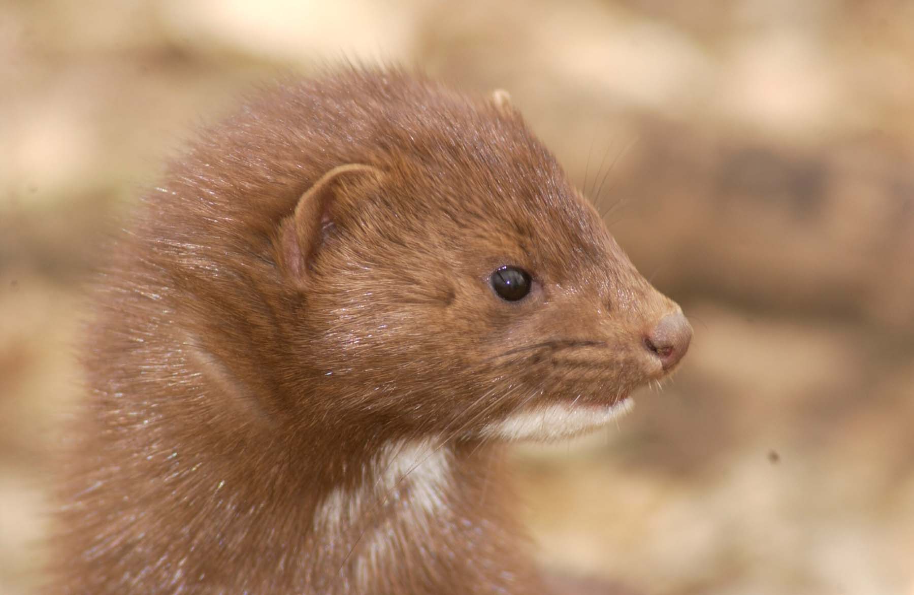 Meet the Mink - Catskill Forest Association