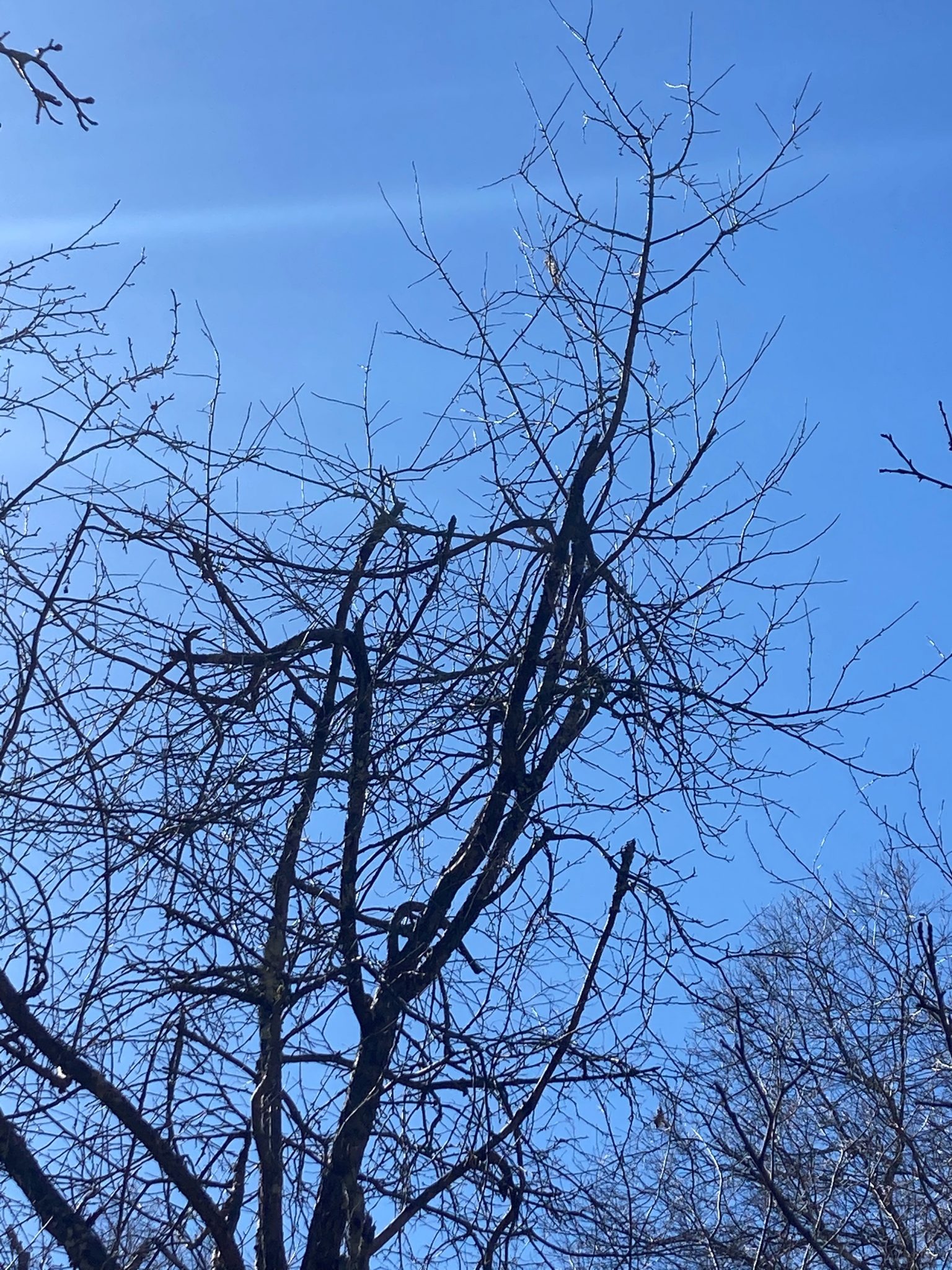 Bear Damage at the Top - Catskill Forest Association