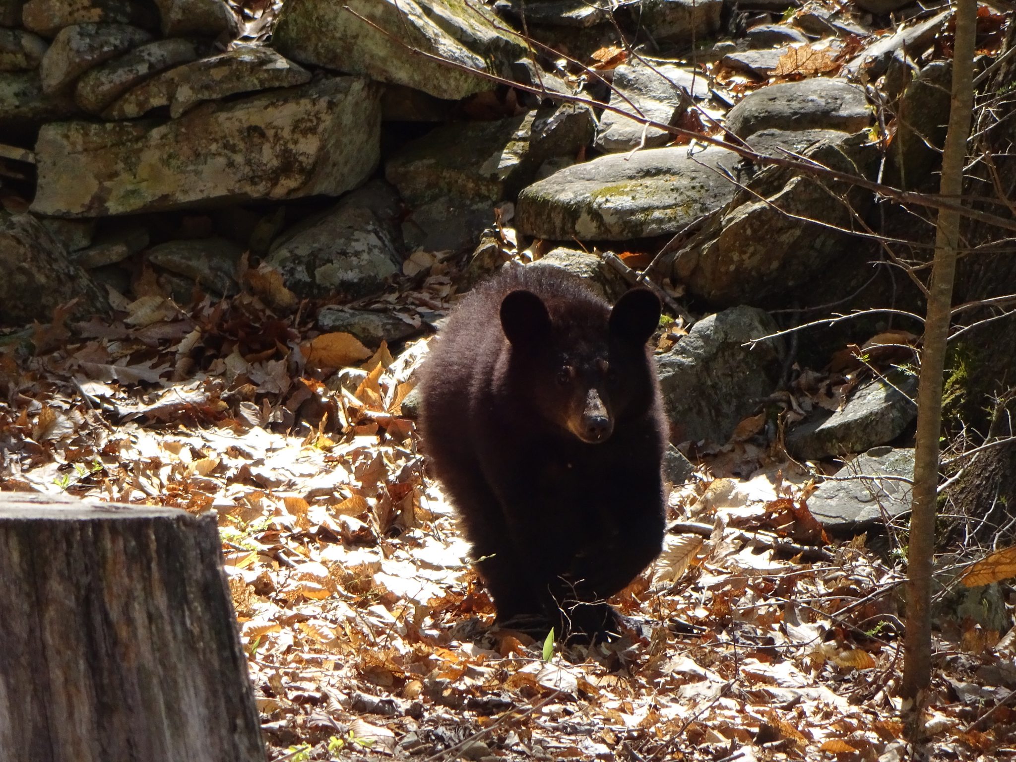 Bears are Back - Catskill Forest Association