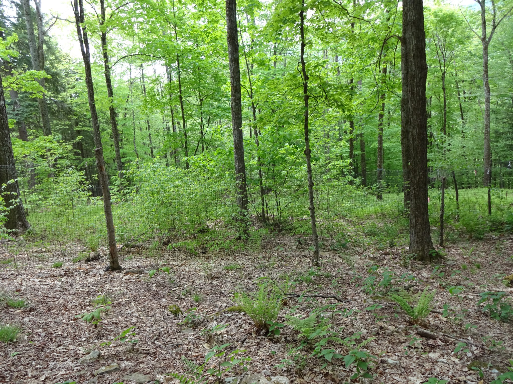 The Impact of Deer Browse - Catskill Forest Association