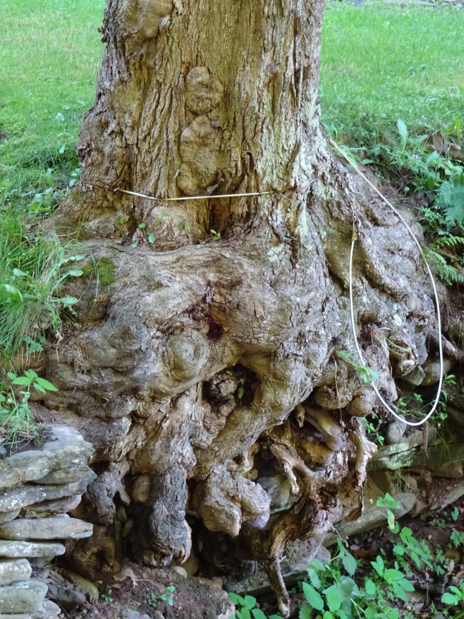 Tree Roots - Catskill Forest Association