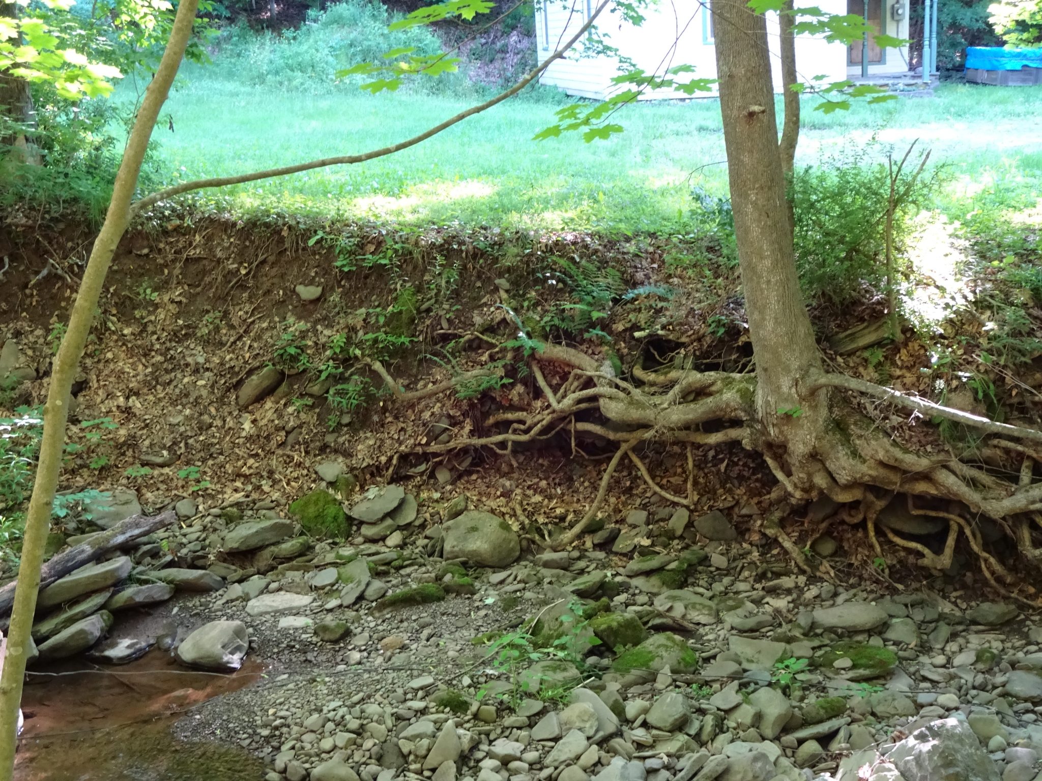 Tree Roots - Catskill Forest Association