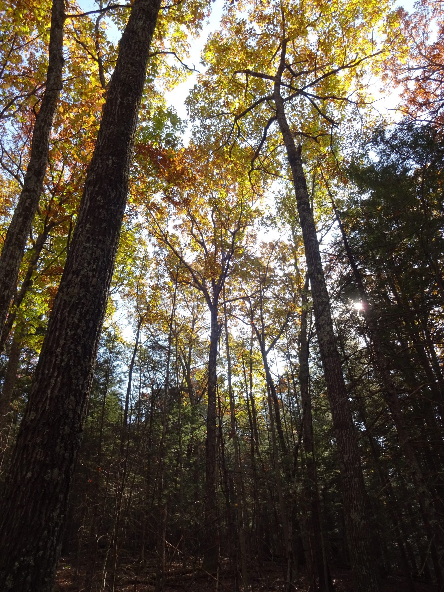 Welcome - Catskill Forest Association