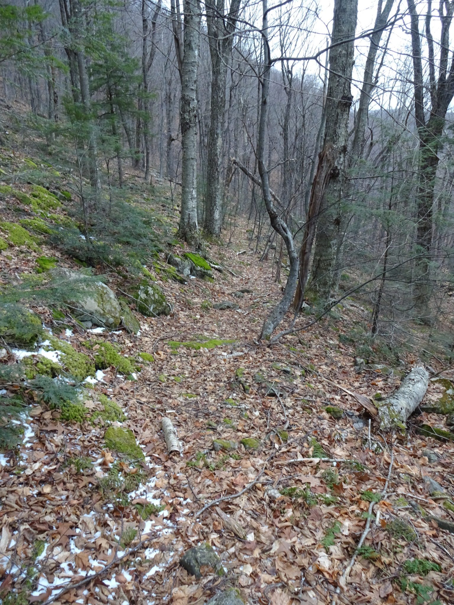 Hidden Roads - Catskill Forest Association
