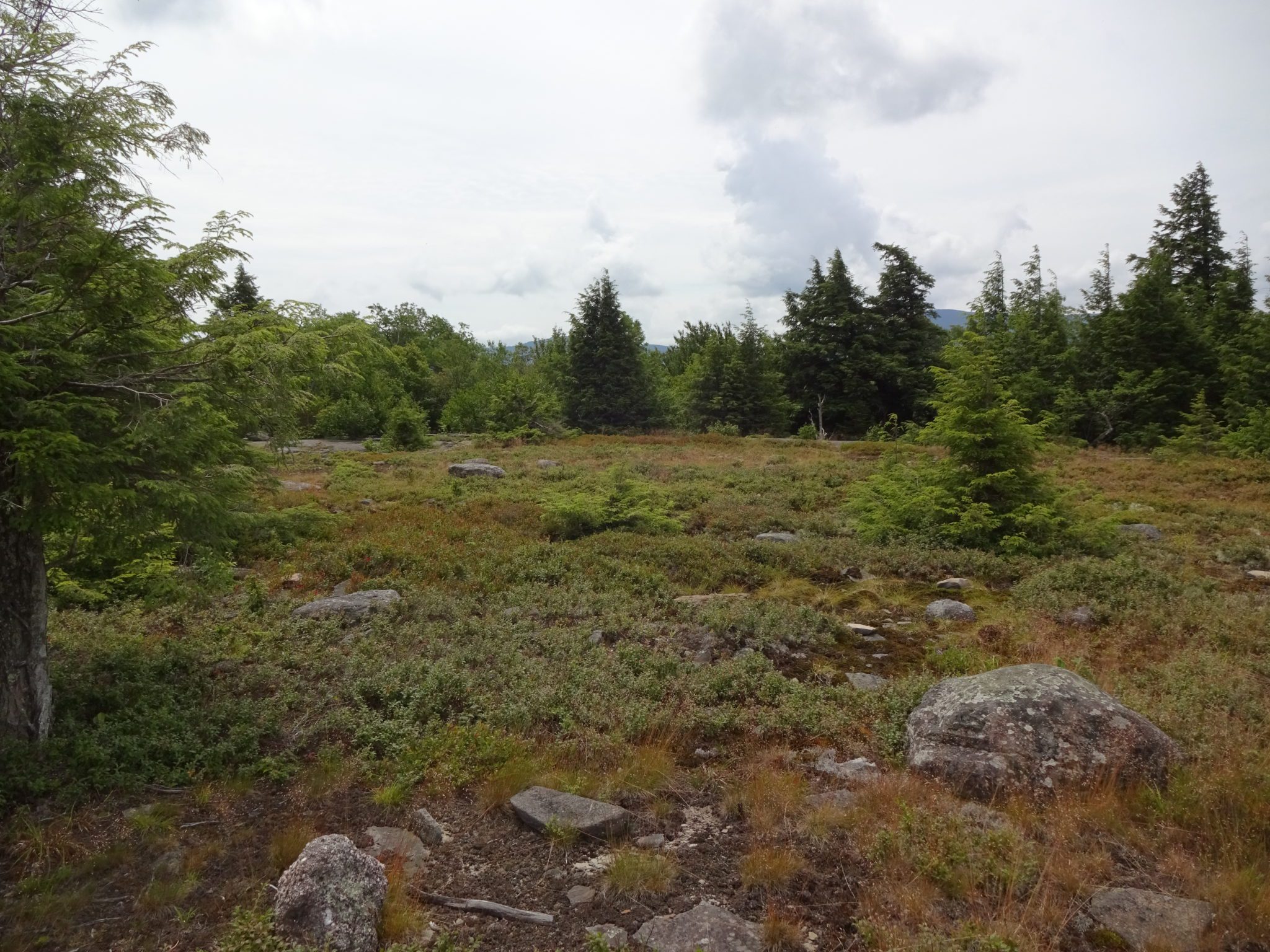 Natural Openings - Catskill Forest Association