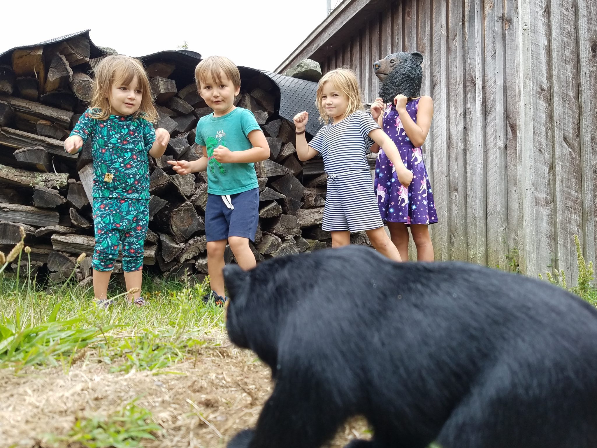 Bear Encounter - Catskill Forest Association