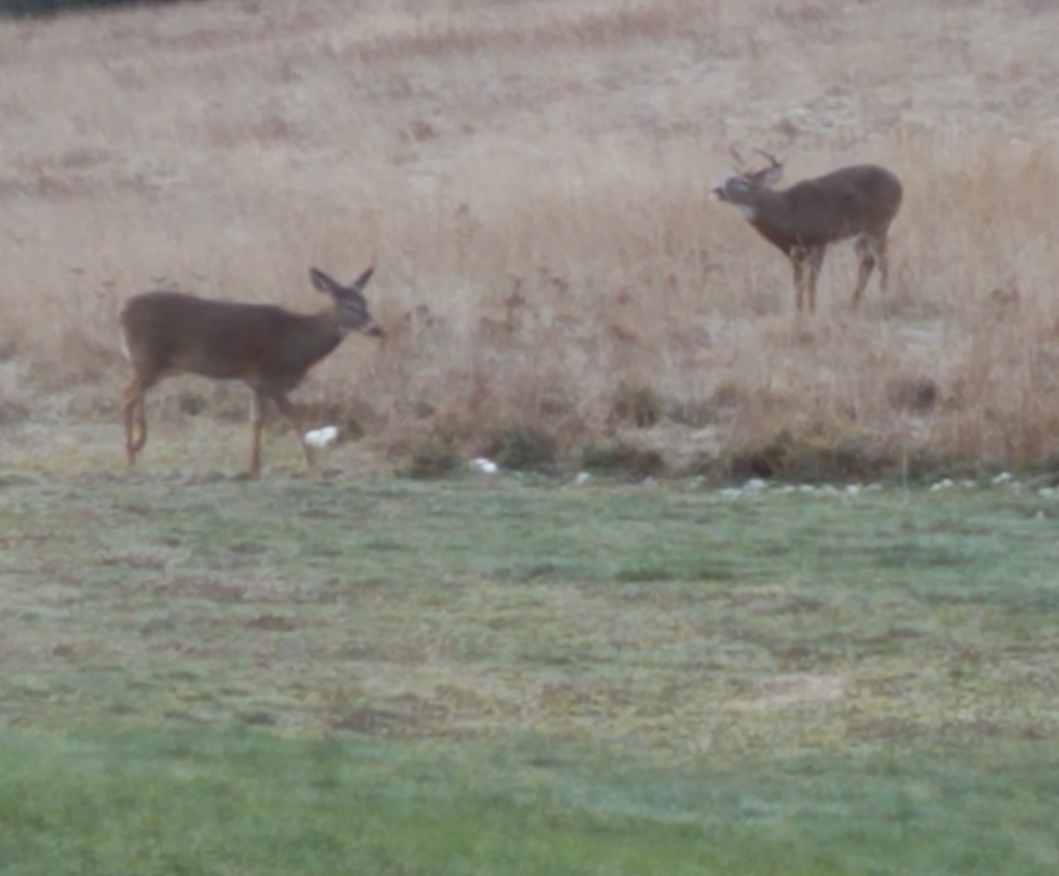 Running Deer - Catskill Forest Association