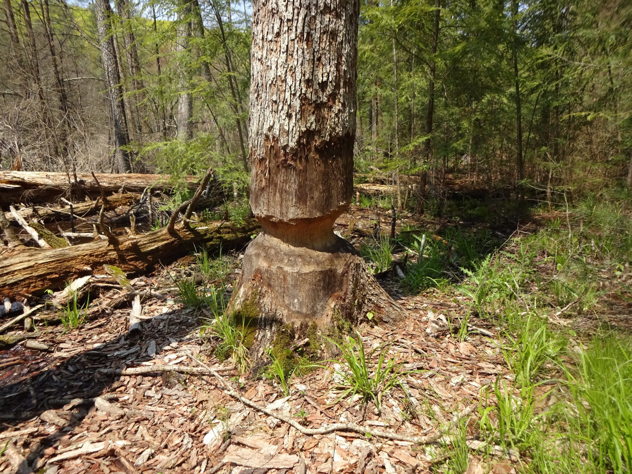 Beavers are Back - Catskill Forest Association