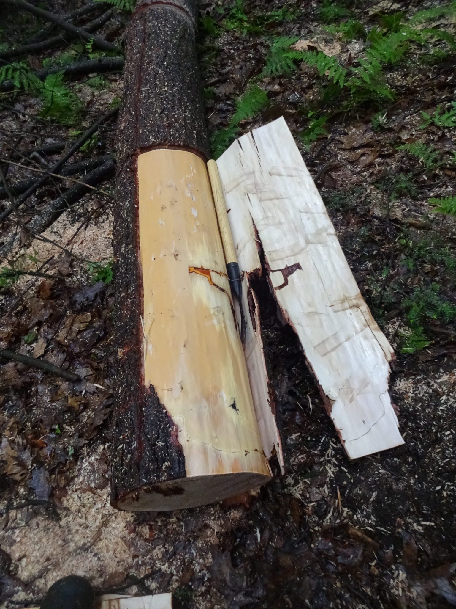 Bark Peeling - Catskill Forest Association