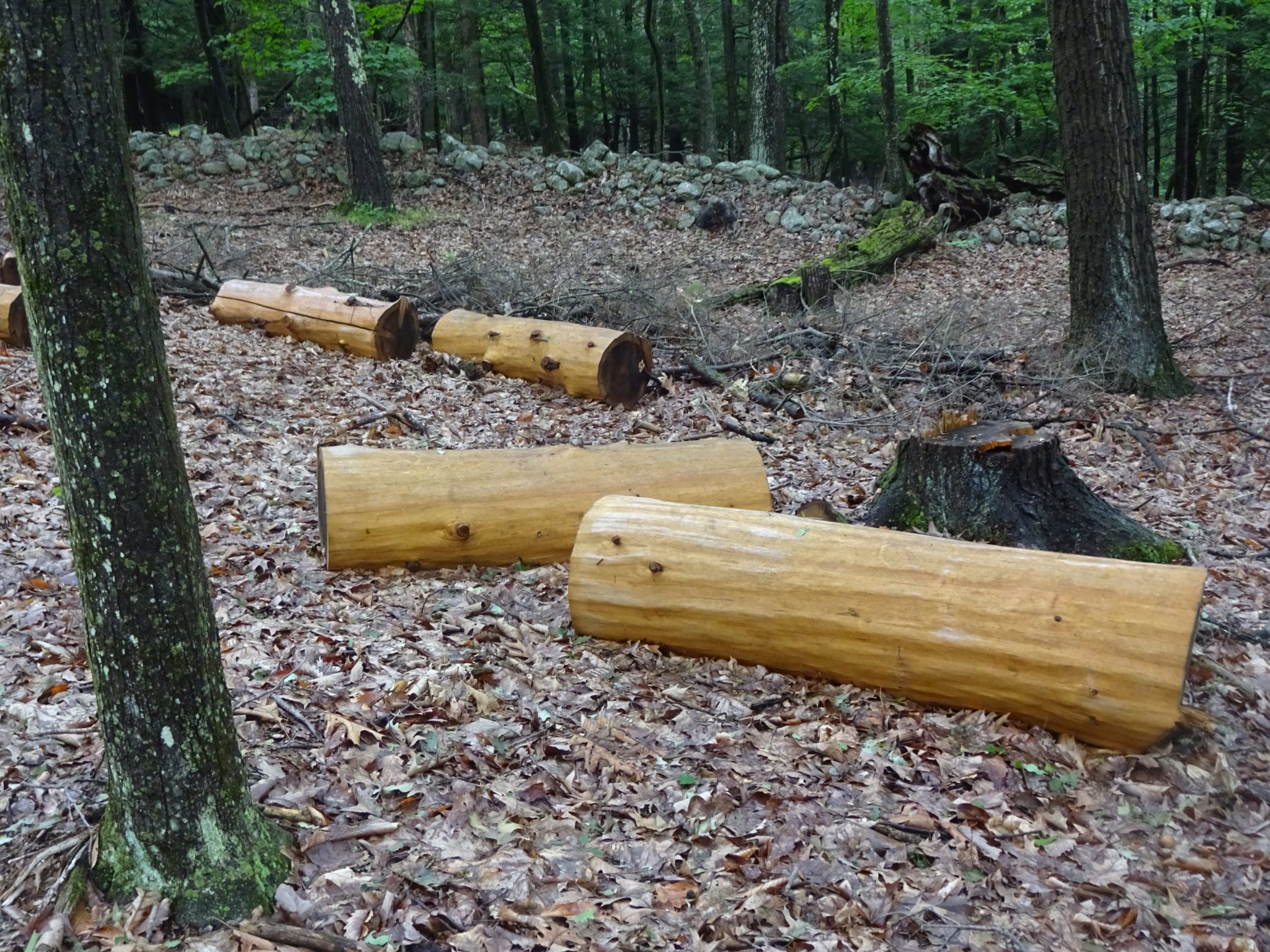Bark Peeling - Catskill Forest Association