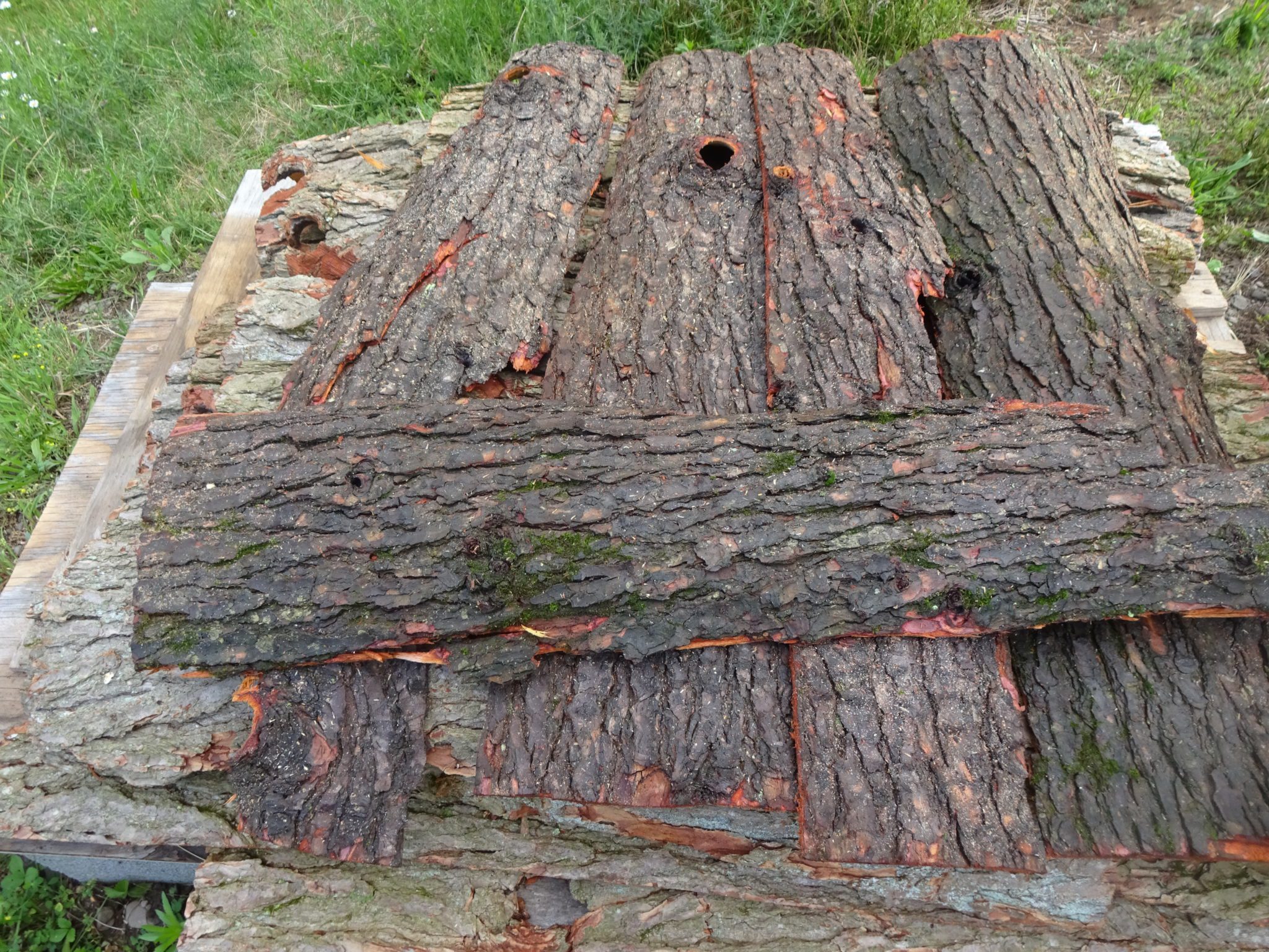 Bark Peeling - Catskill Forest Association