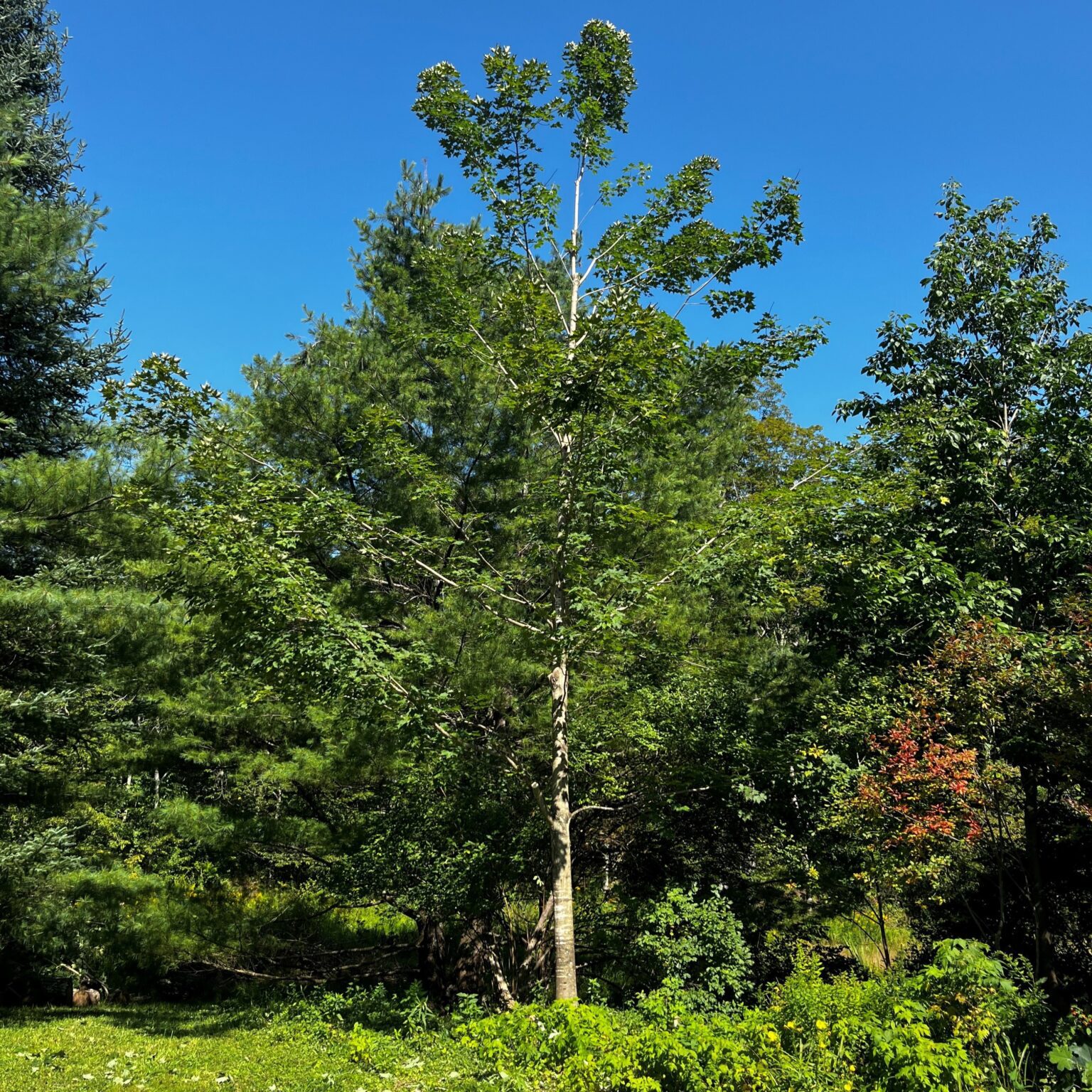 Structural Tree Pruning Demonstration - Catskill Forest Association