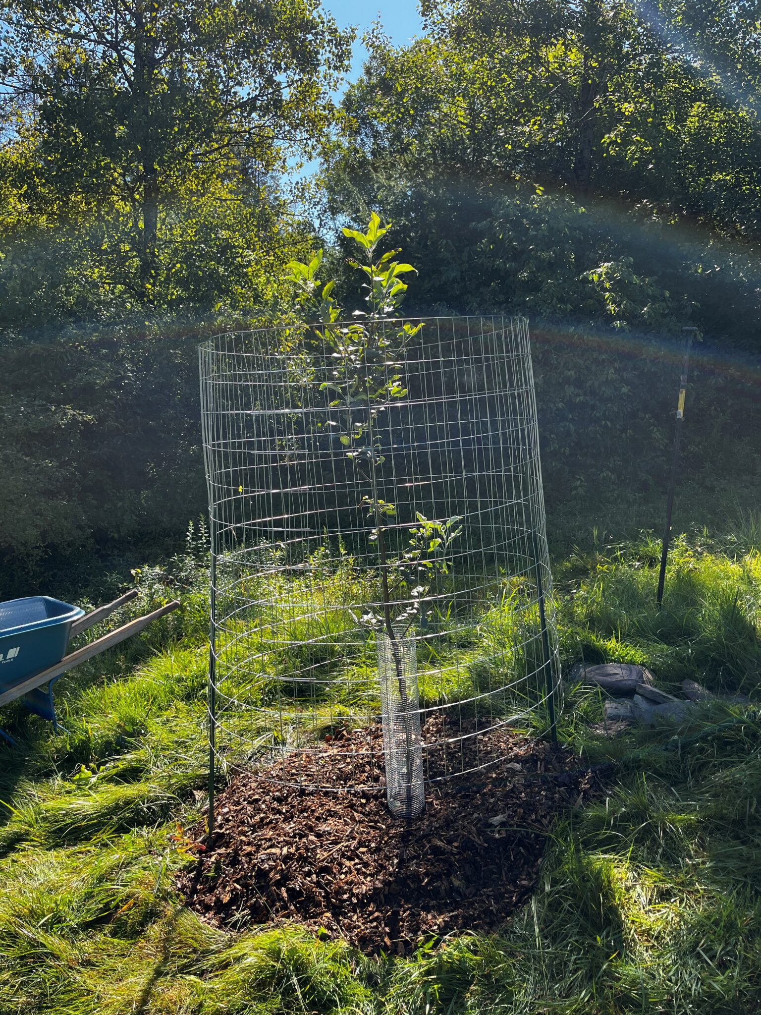 Legacy Tree Program - Catskill Forest Association