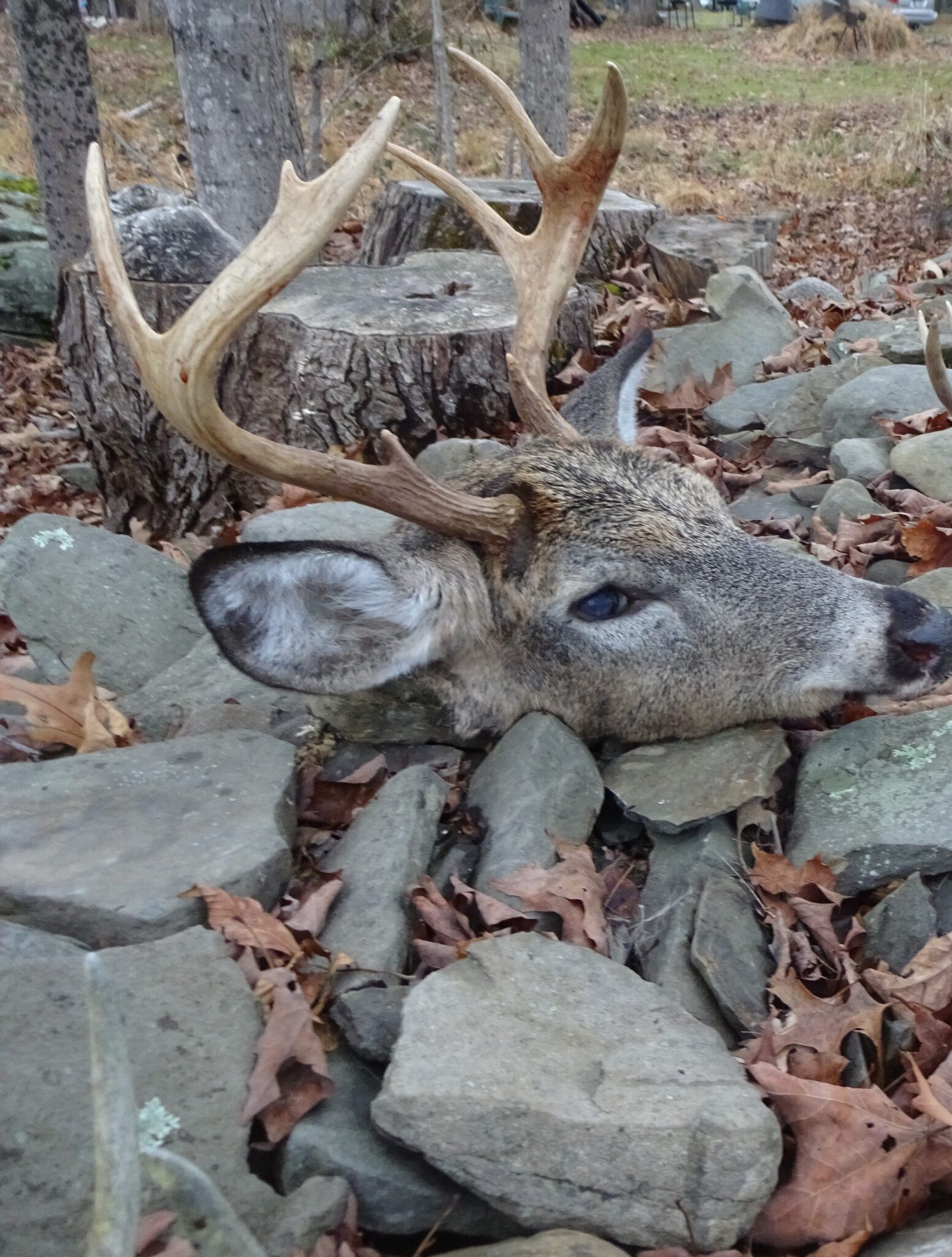 Notable Buck Traits - Catskill Forest Association