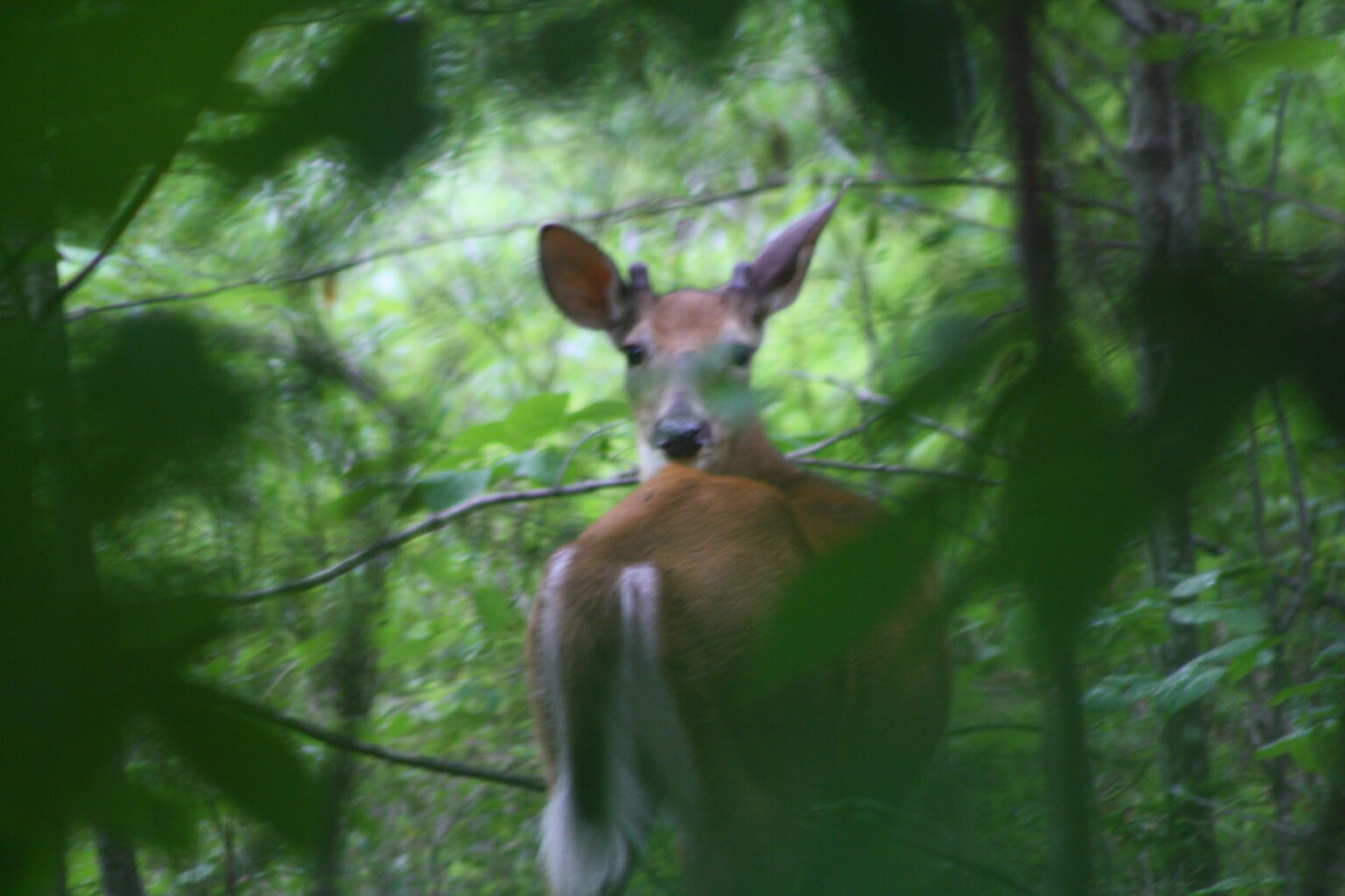 Wildlife Habitat Management - Catskill Forest Association