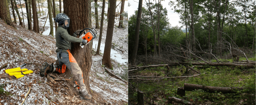 Wildlife Habitat Management - Catskill Forest Association