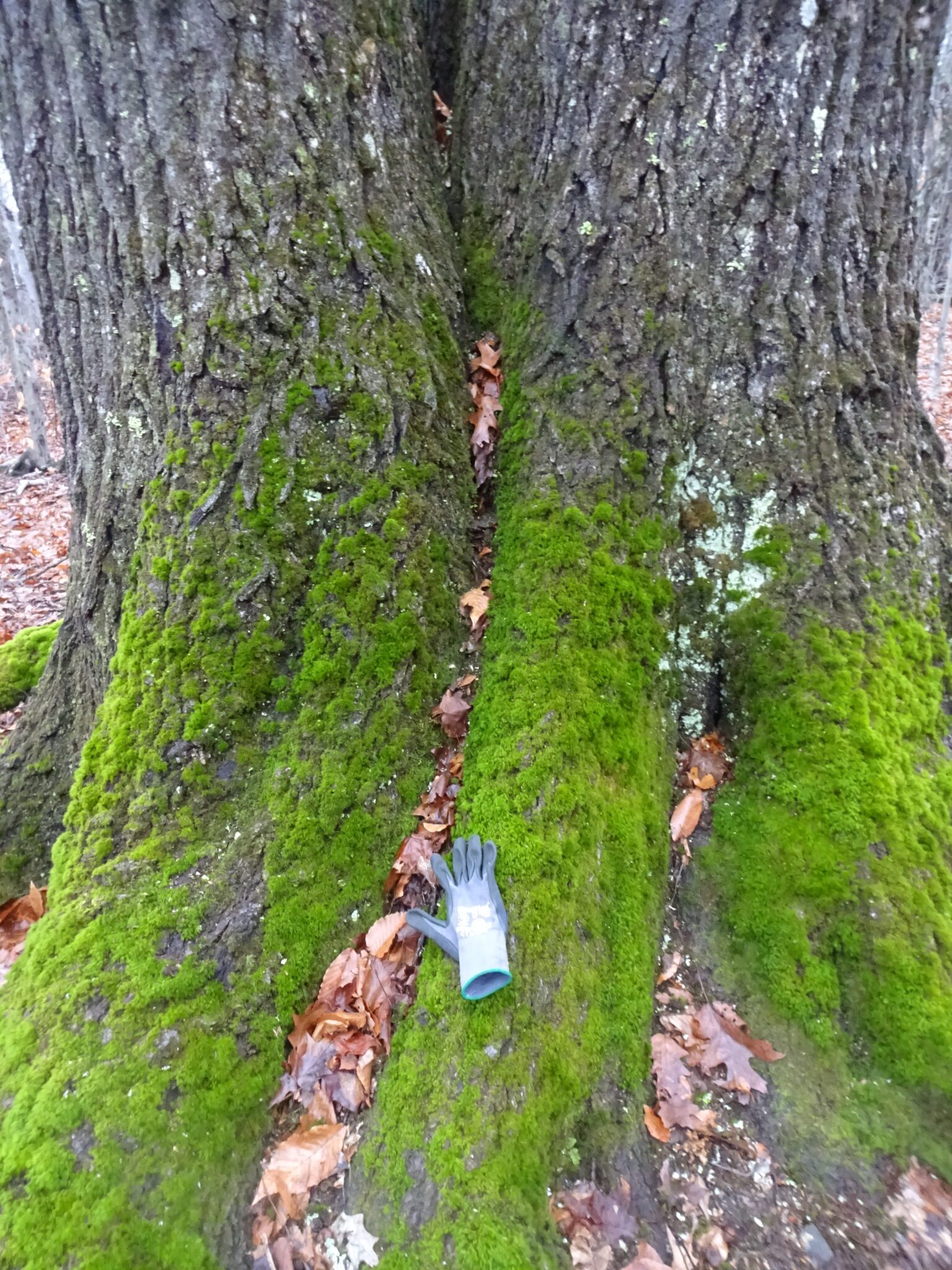 Behemoth Red Oak - Catskill Forest Association