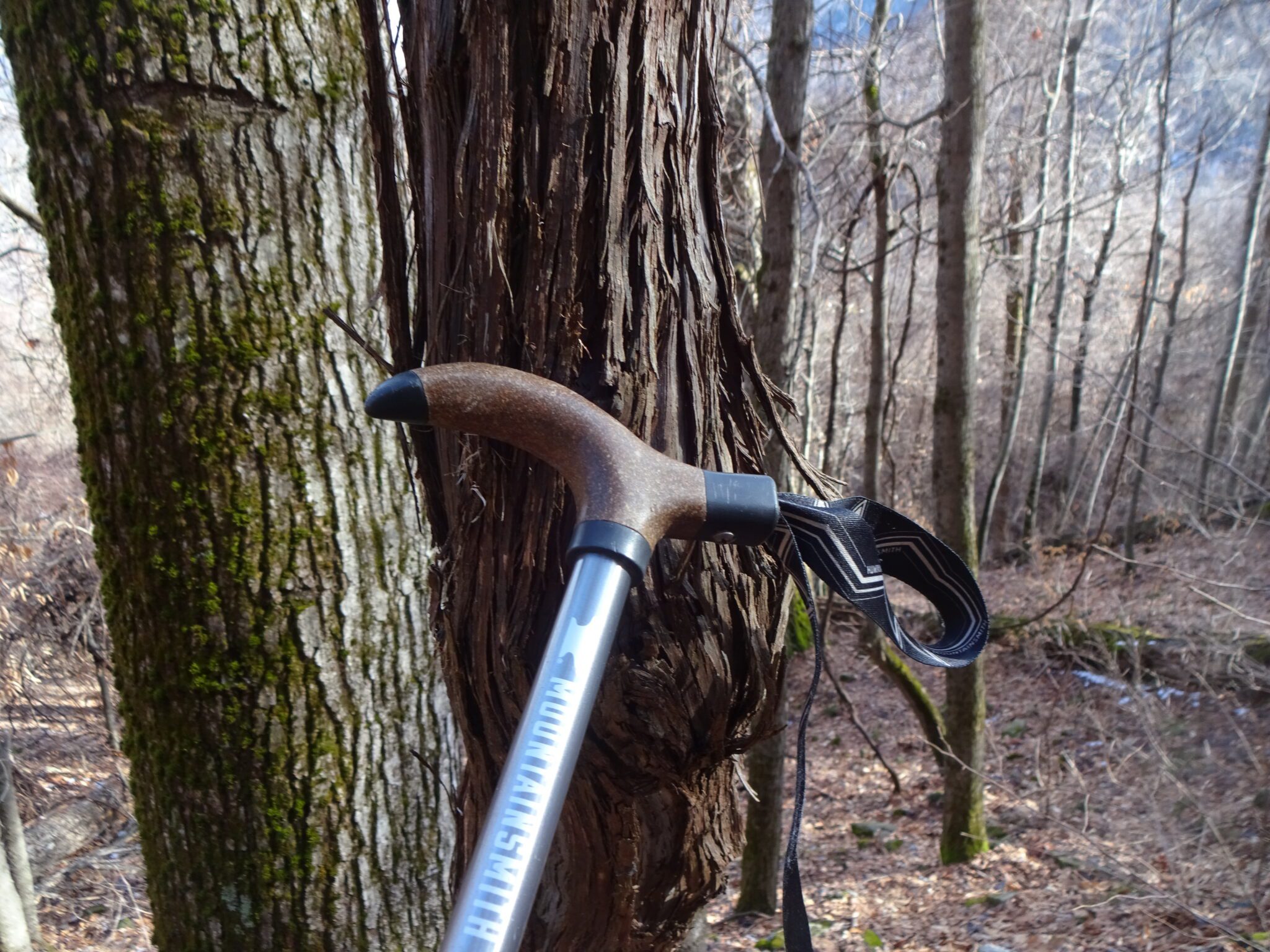 Giant Grapevine - Catskill Forest Association