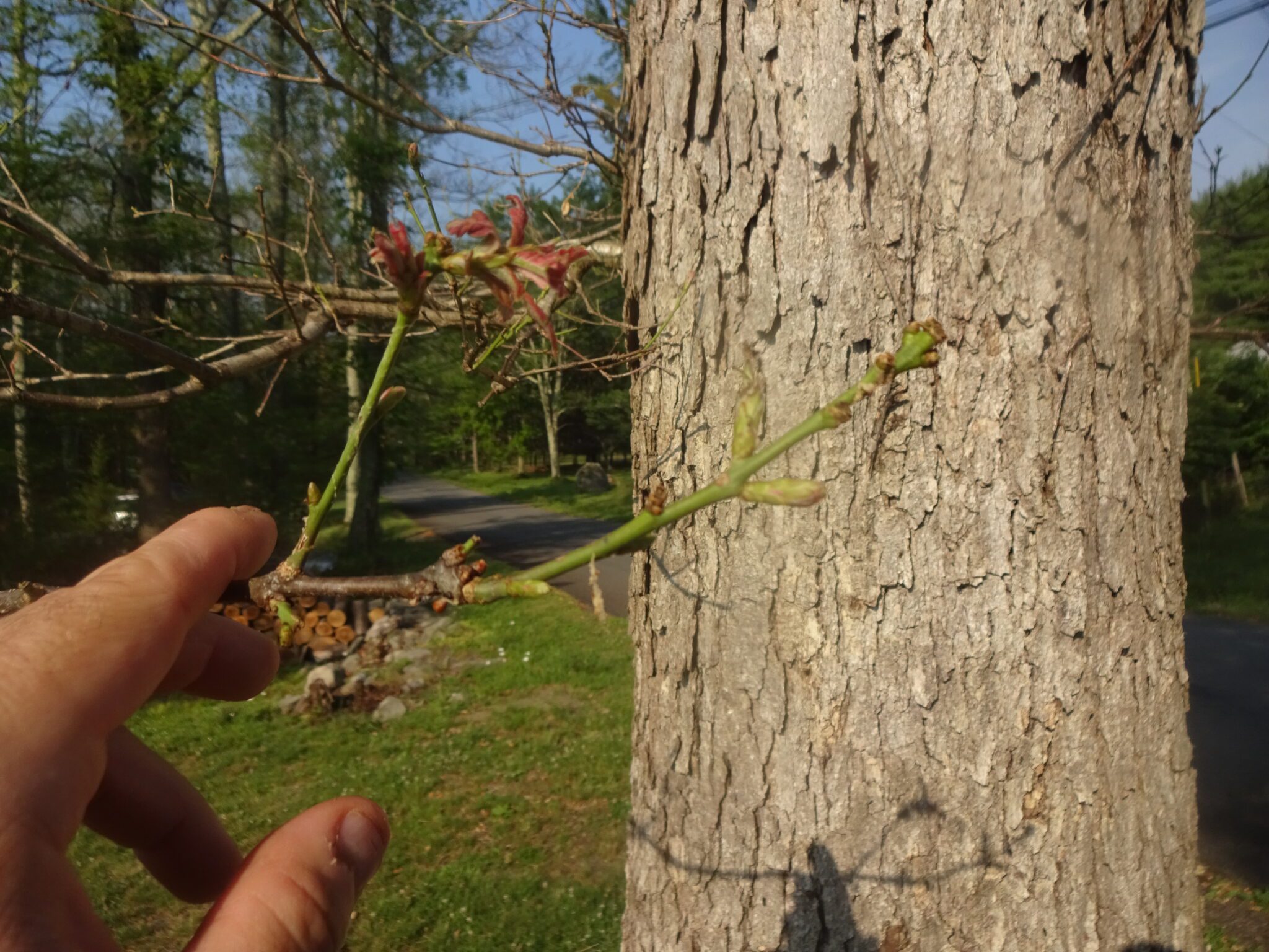Refoliation - Catskill Forest Association
