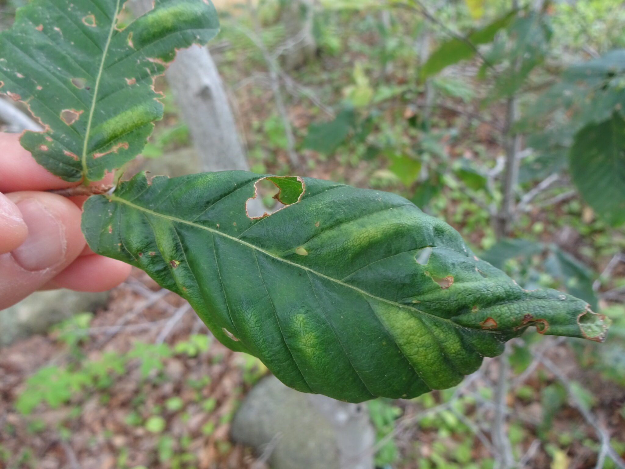 Beech Leaf Disease - Catskill Forest Association