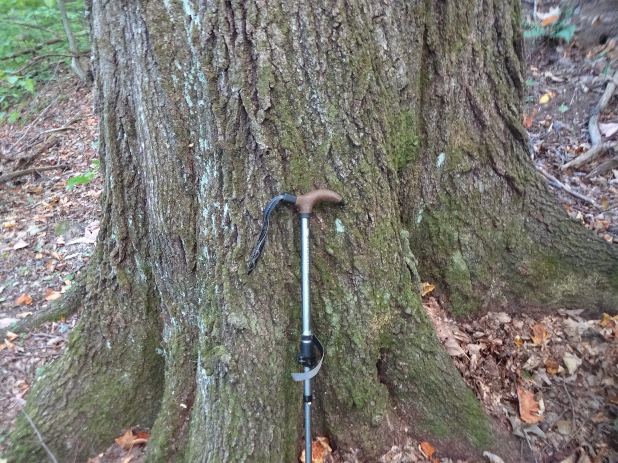One Big Red Oak - Catskill Forest Association
