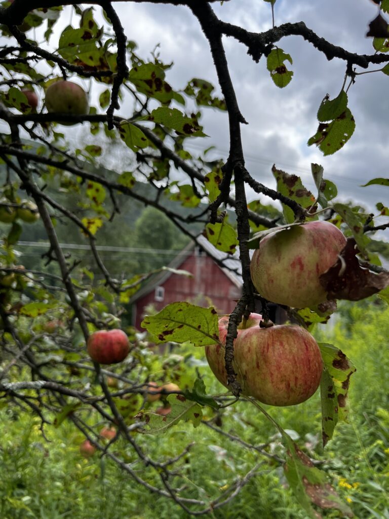 Apple Tree Pruning Demonstration 2025 - Catskill Forest Association