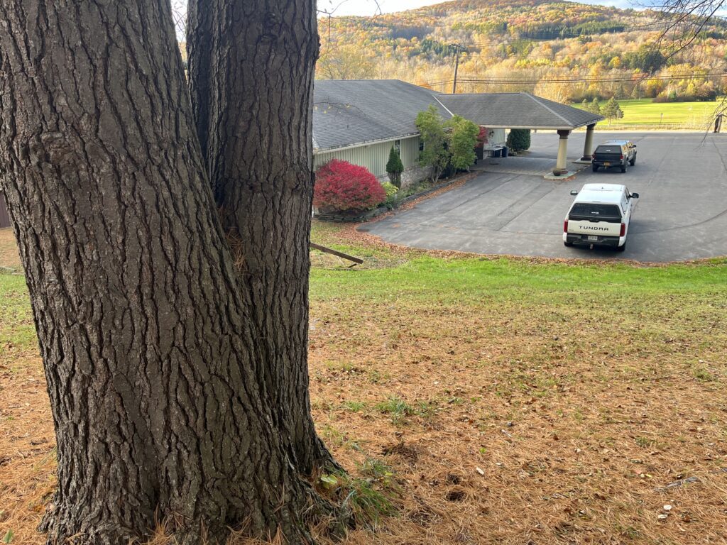 Pulling Trees for Homeowners - Catskill Forest Association