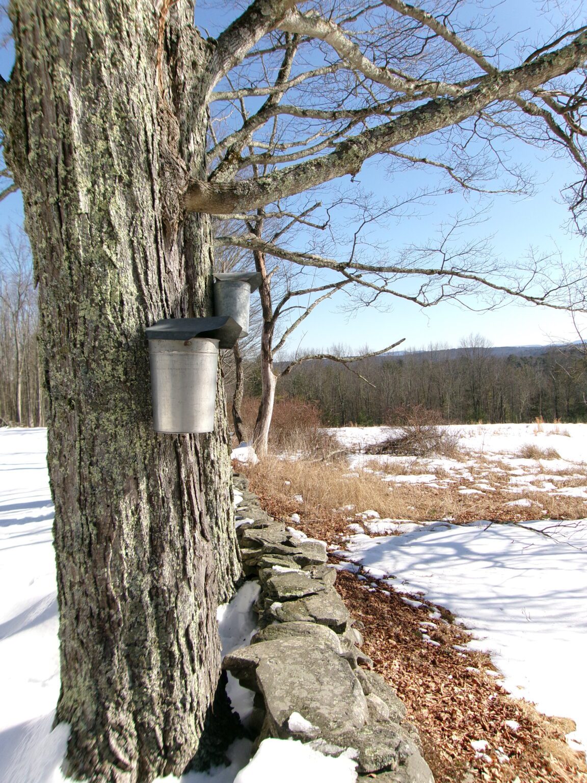 Welcome - Catskill Forest Association