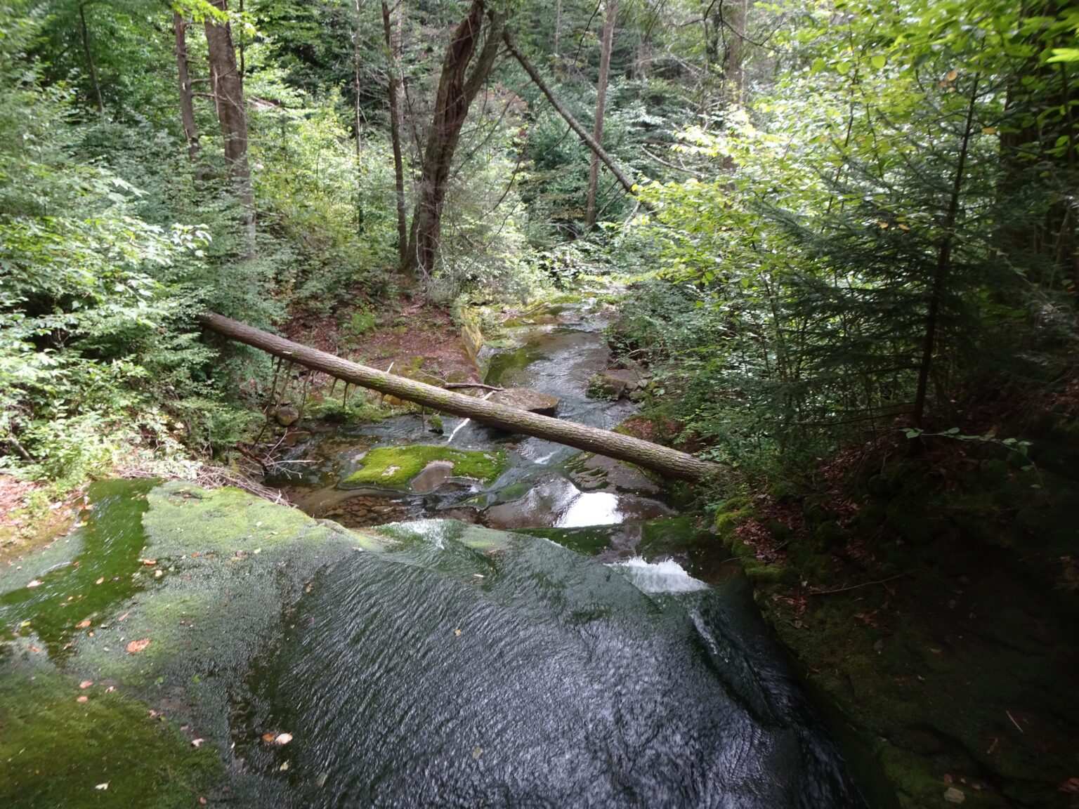 Welcome - Catskill Forest Association